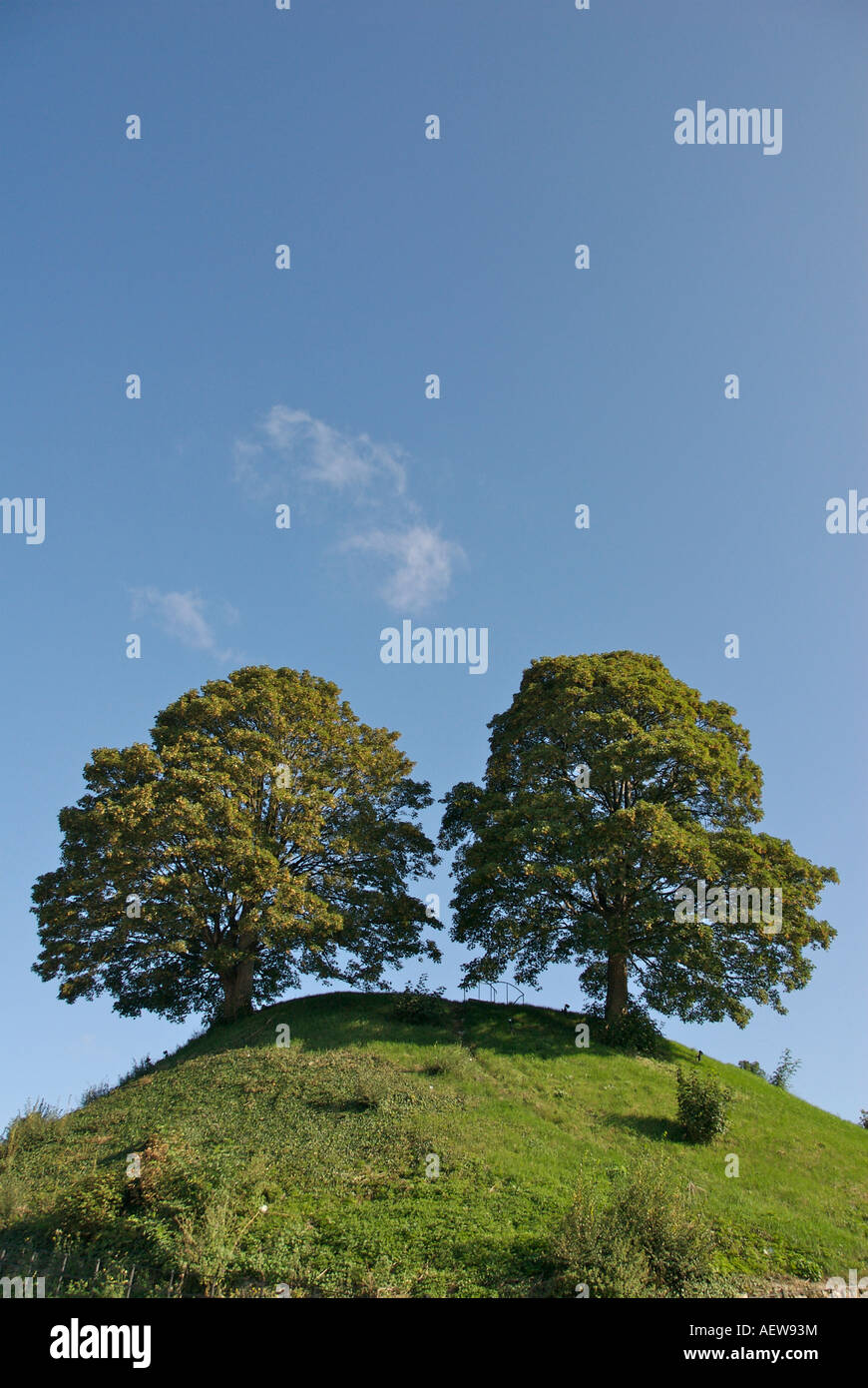 Twin oak trees planted on a mound outside Oxford Castle in the united ...