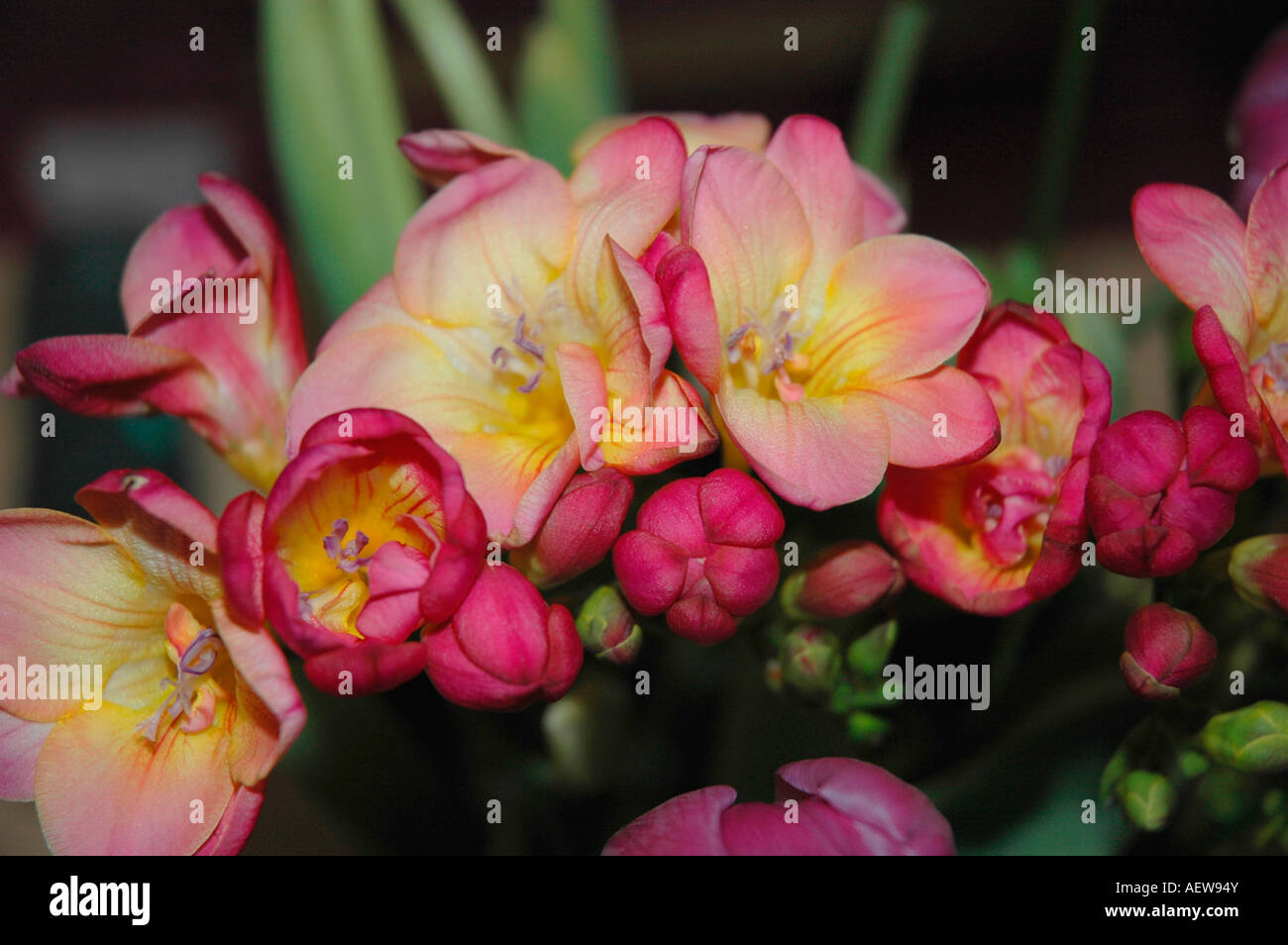 Bunch of freesias hi-res stock photography and images - Alamy
