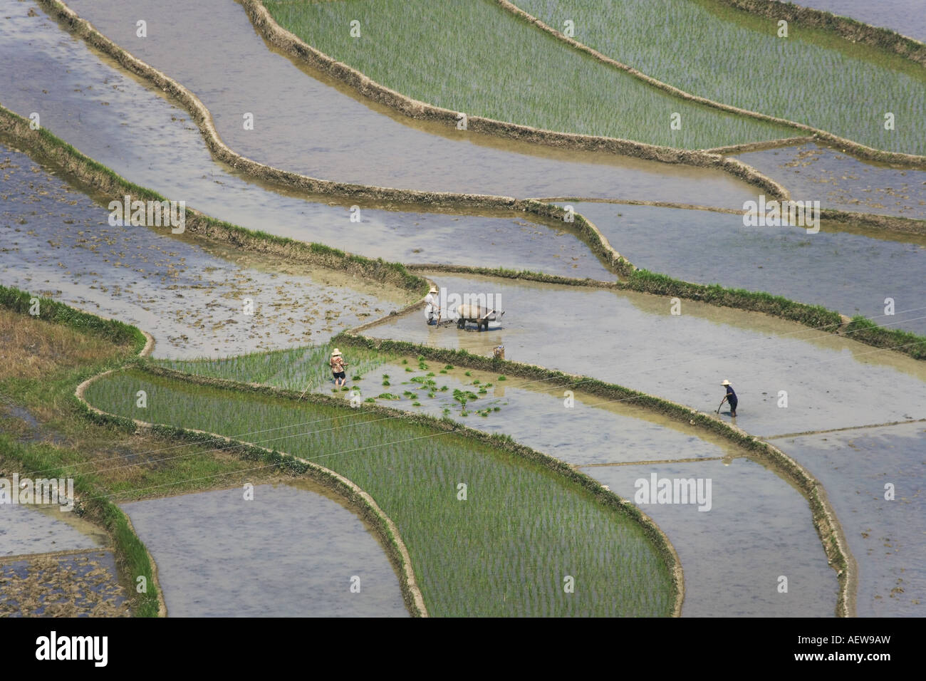 Yangtze river farming hi-res stock photography and images - Alamy