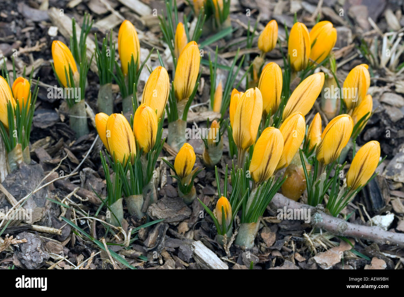 yellow crocuses first spring flowers Stock Photo - Alamy