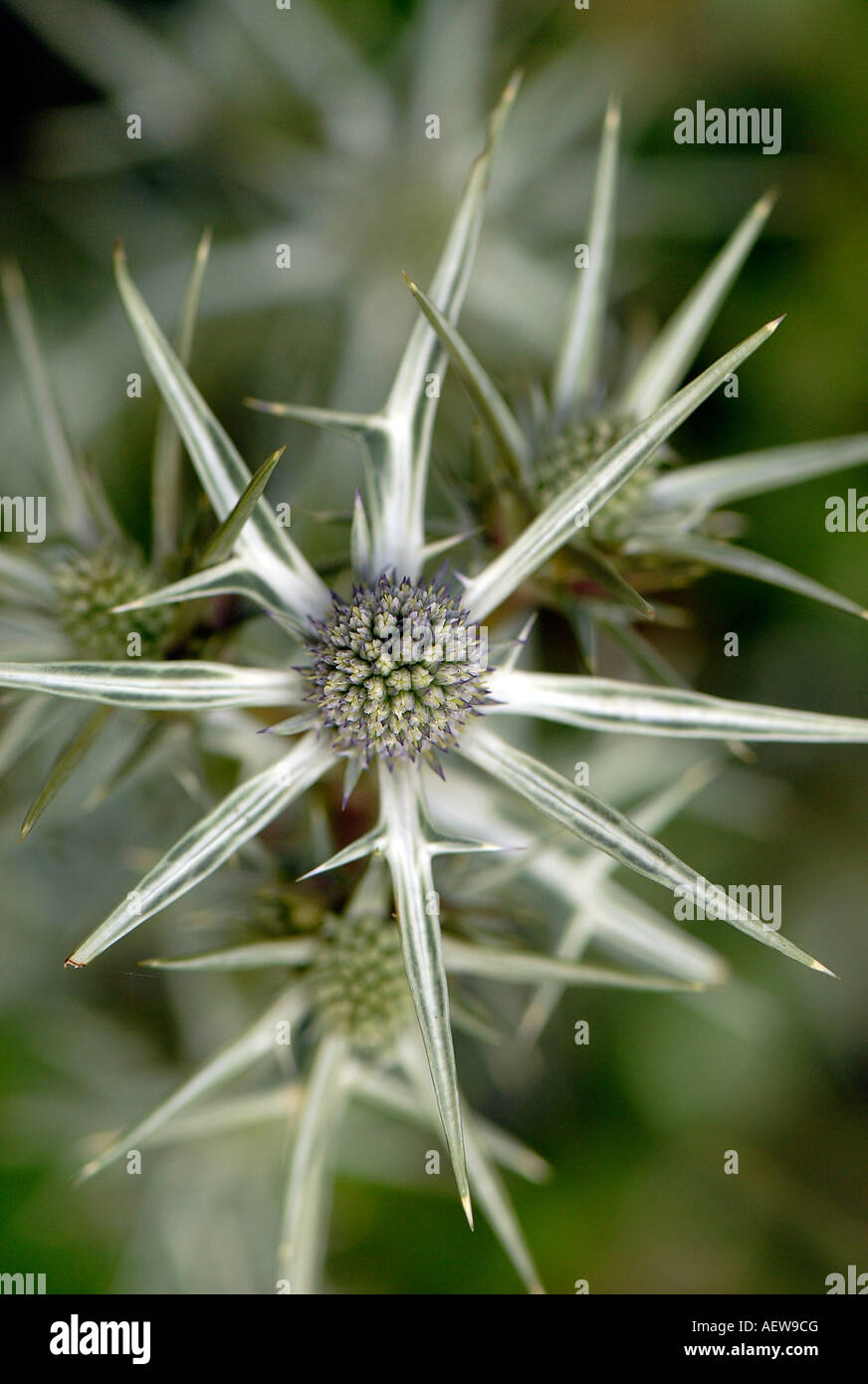 A close up of a Sea Holly plant - latin name Eryngium Eryngo Stock ...