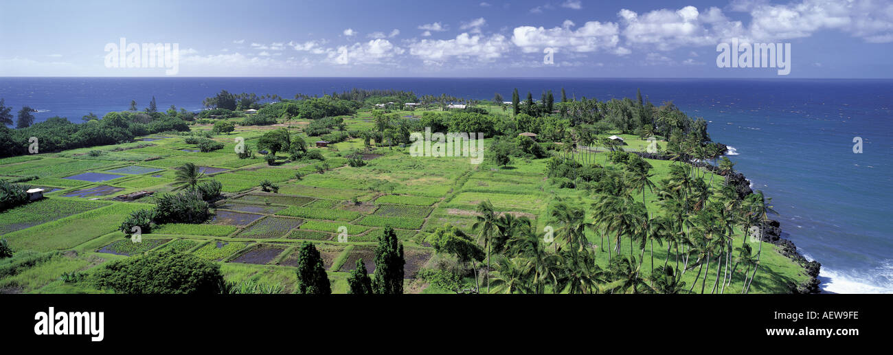 Taro Field MAUI IS HAWAII Stock Photo - Alamy