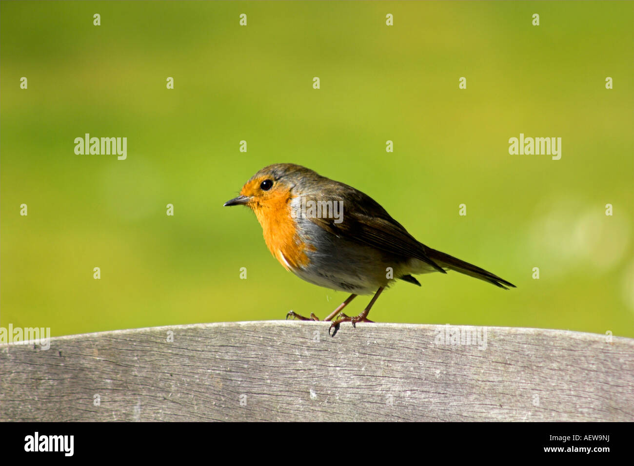 Male robin hi-res stock photography and images - Alamy