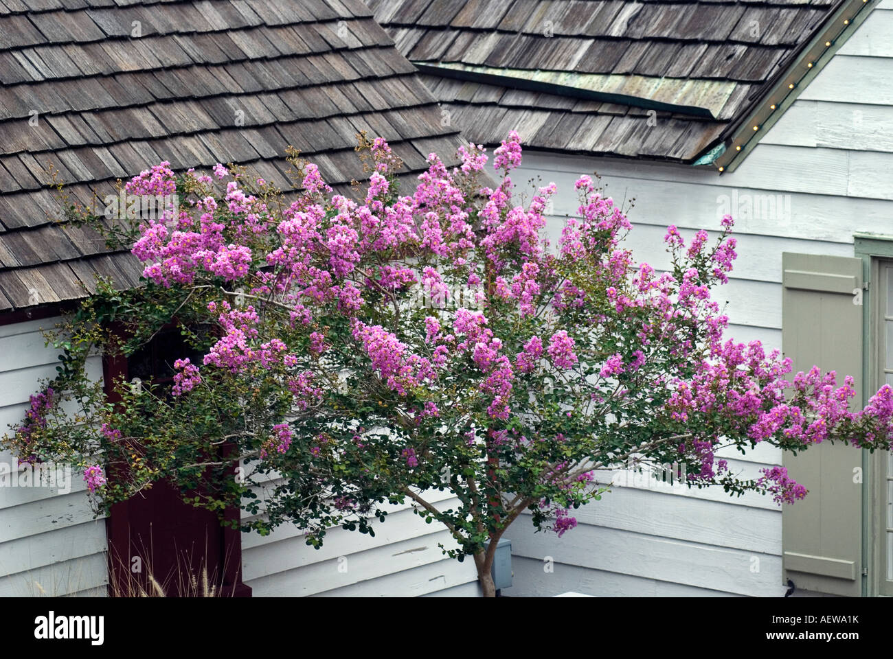 Crape myrtle tree hi-res stock photography and images - Alamy
