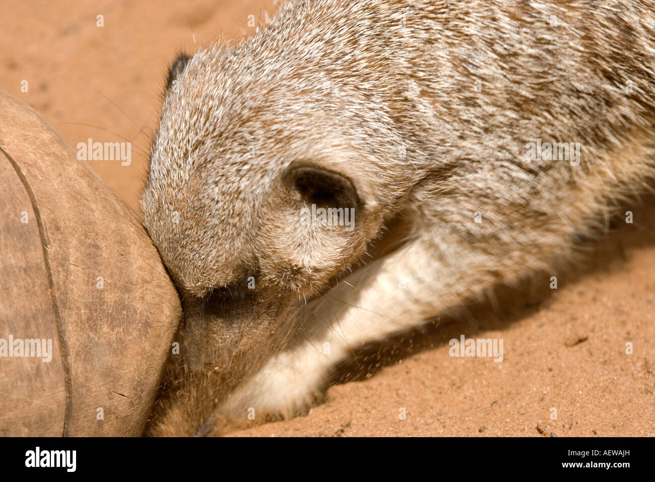 a meerkat digs a burrow under some wood Stock Photo - Alamy