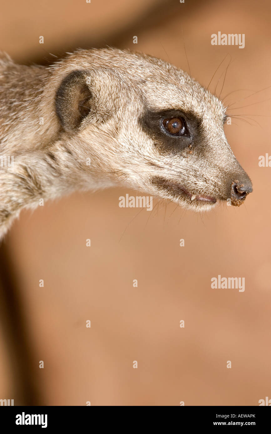 Meerkat picture hi-res stock photography and images - Alamy