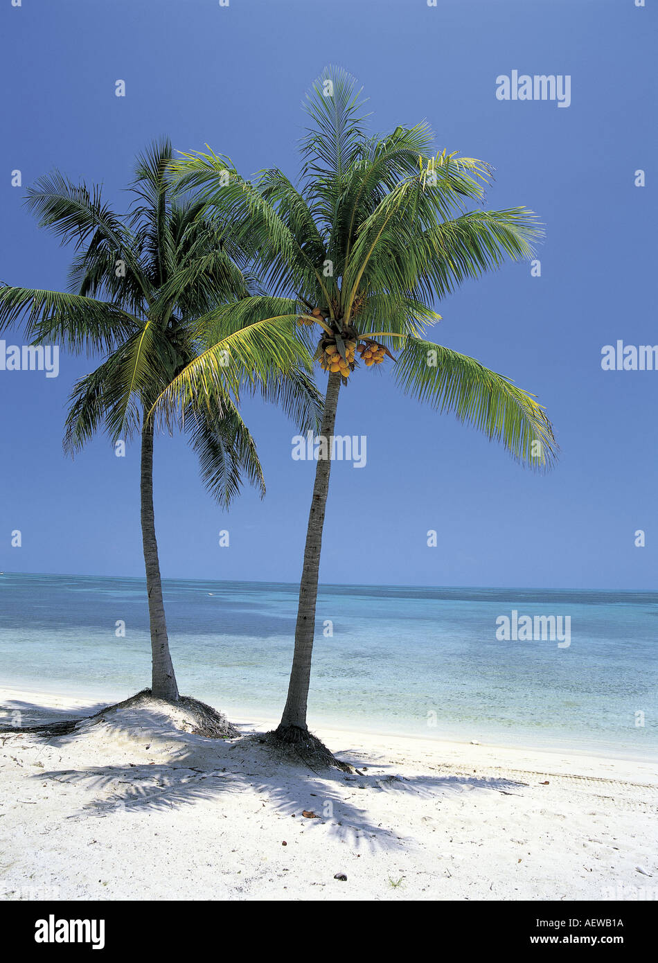 Palm trees at beach GRAND BAHAMA IS BAHAMAS Stock Photo - Alamy