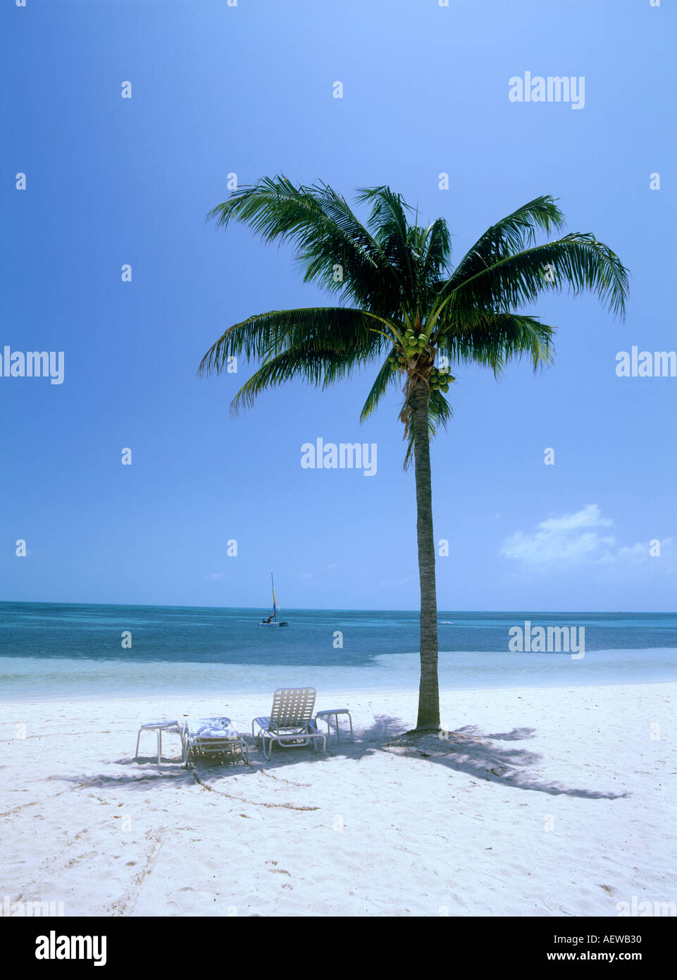 Beach and palm tree GRAND BAHAMA IS BAHAMAS Stock Photo - Alamy