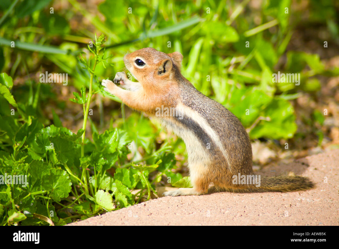 Golden mantled ground squirrel eating Stock Photo - Alamy