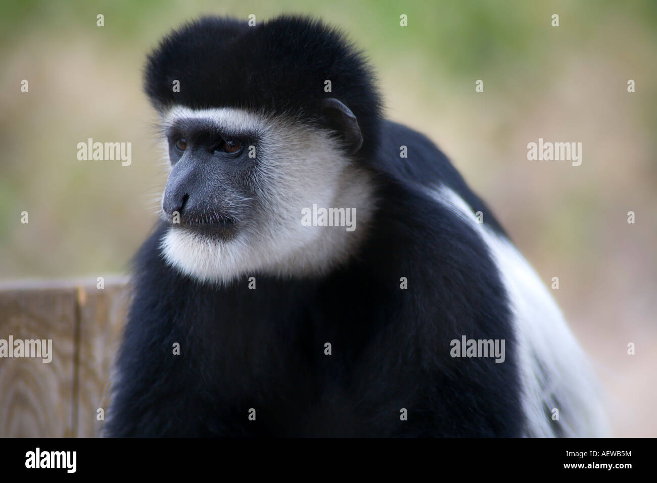 Old man monkey Stock Photo - Alamy