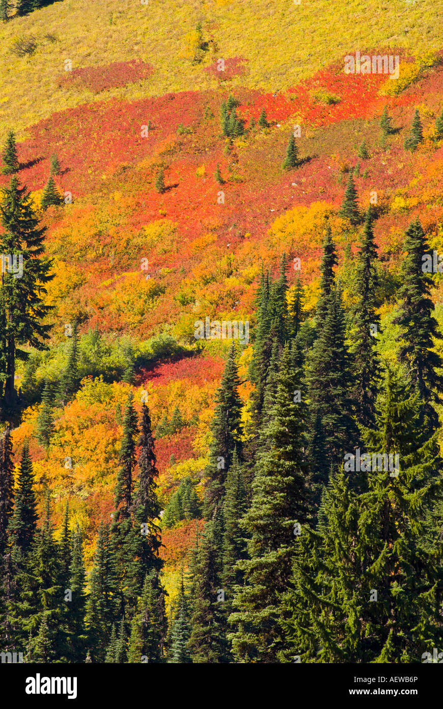 Fall color in Paradise Valley Mount Rainier National Park Washington ...