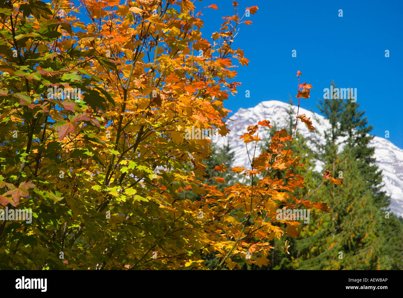 Fall color under Mount Rainier at Longmire Mount Rainier National Park ...