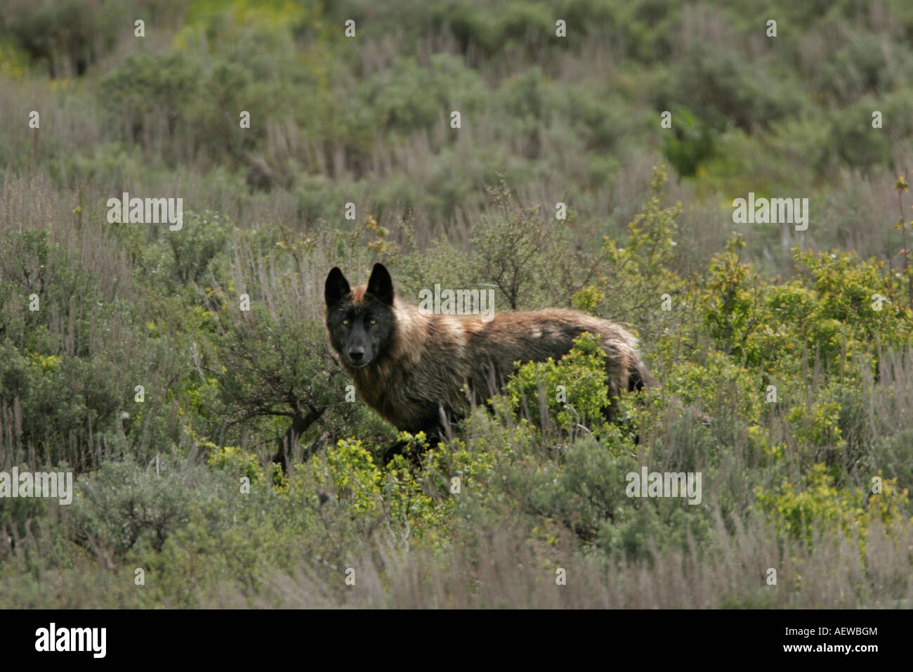 WYOMING, Grand Teton National Park, Gray Wolf, Canis Lupus Stock Photo ...