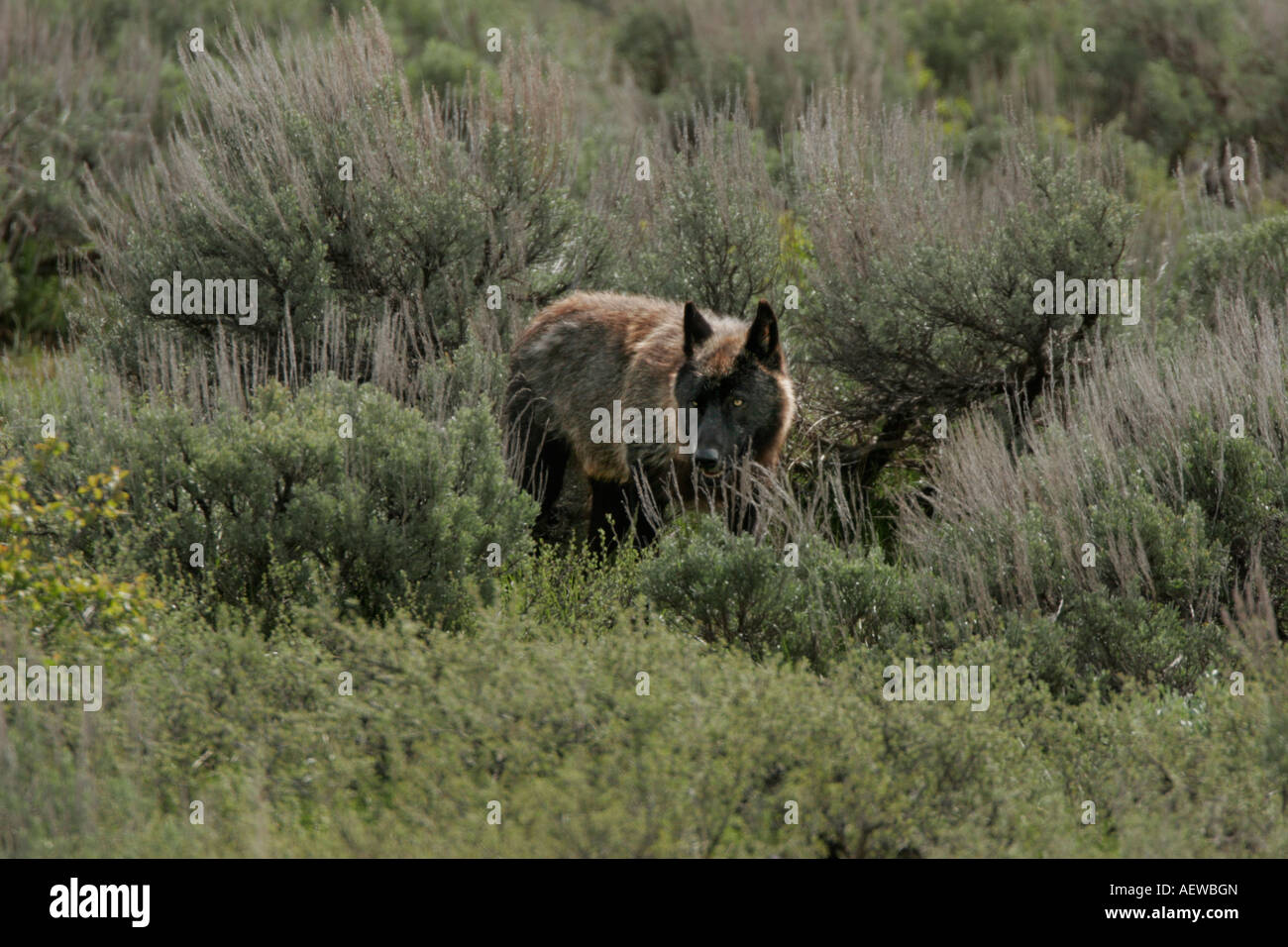 WYOMING, Grand Teton National Park, Gray Wolf, Canis Lupus Stock Photo ...
