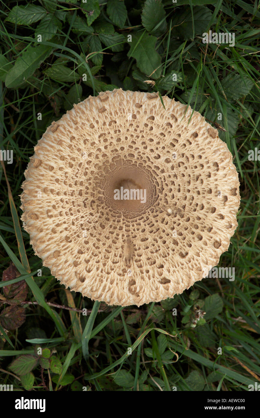 Wild toadstool fungus found on the coastal path near Portquin North ...