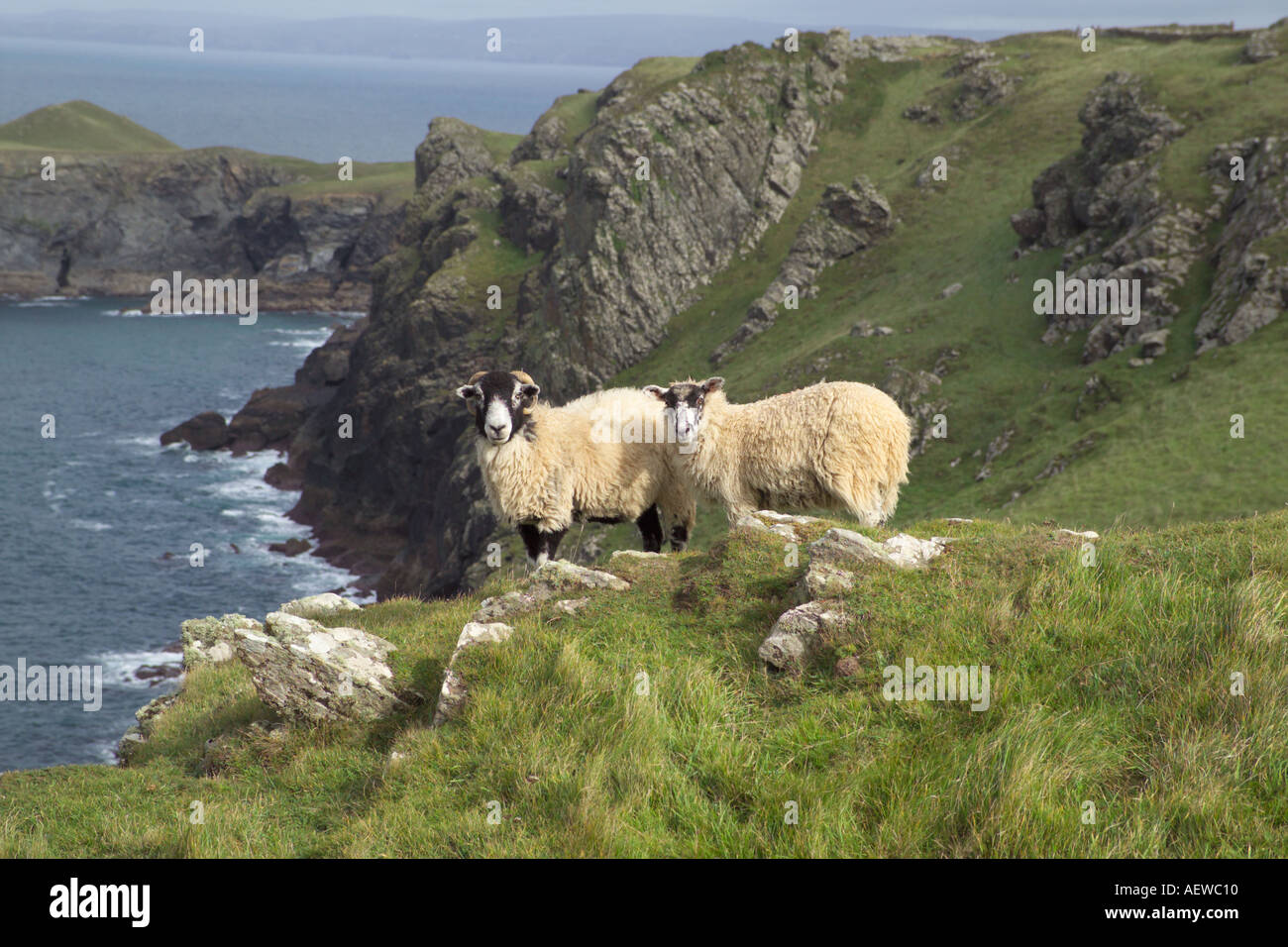 Two sheep on a cliff edge near the coastal path Portquin Bay located on ...