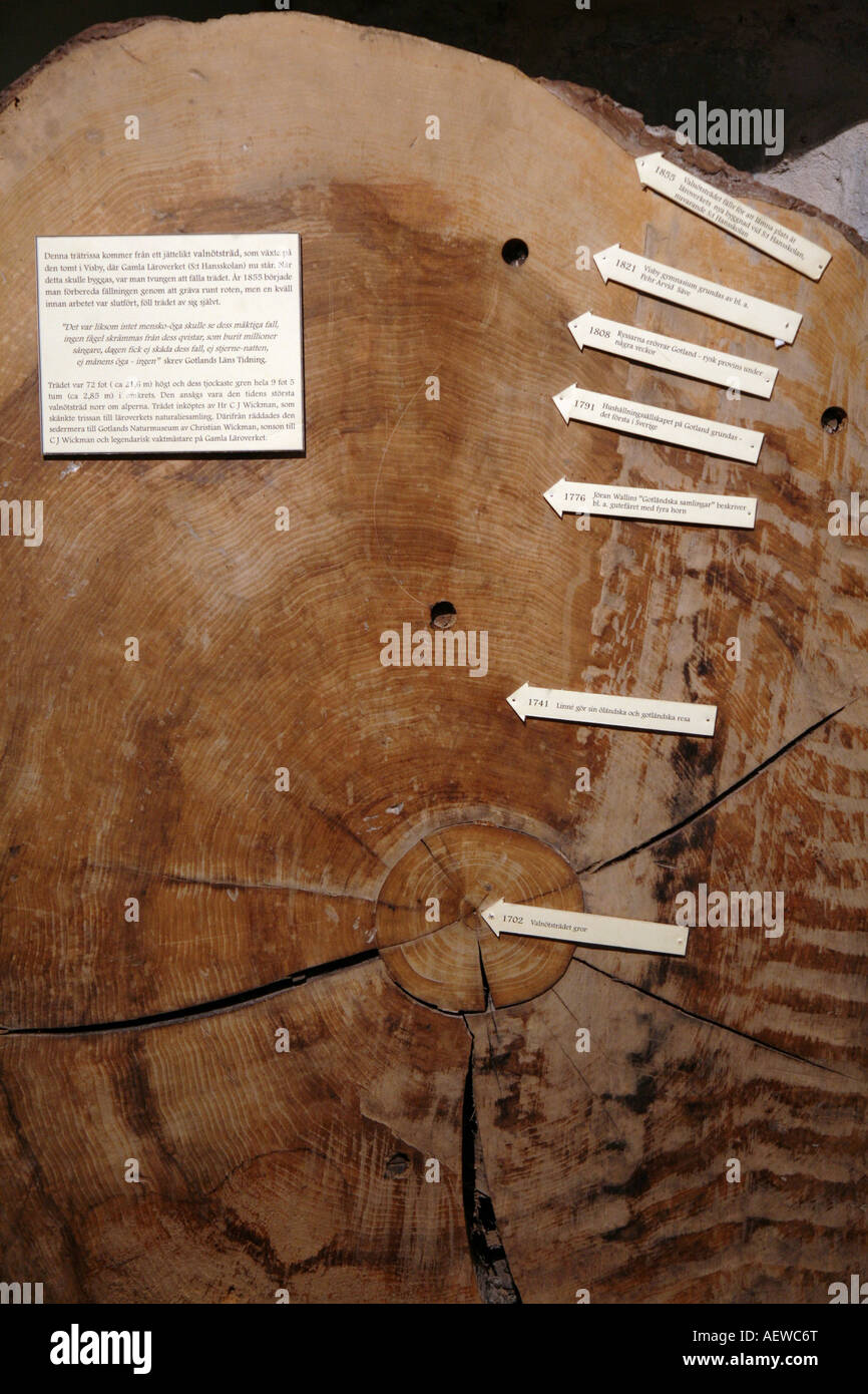 Counting tree rings hi-res stock photography and images - Alamy