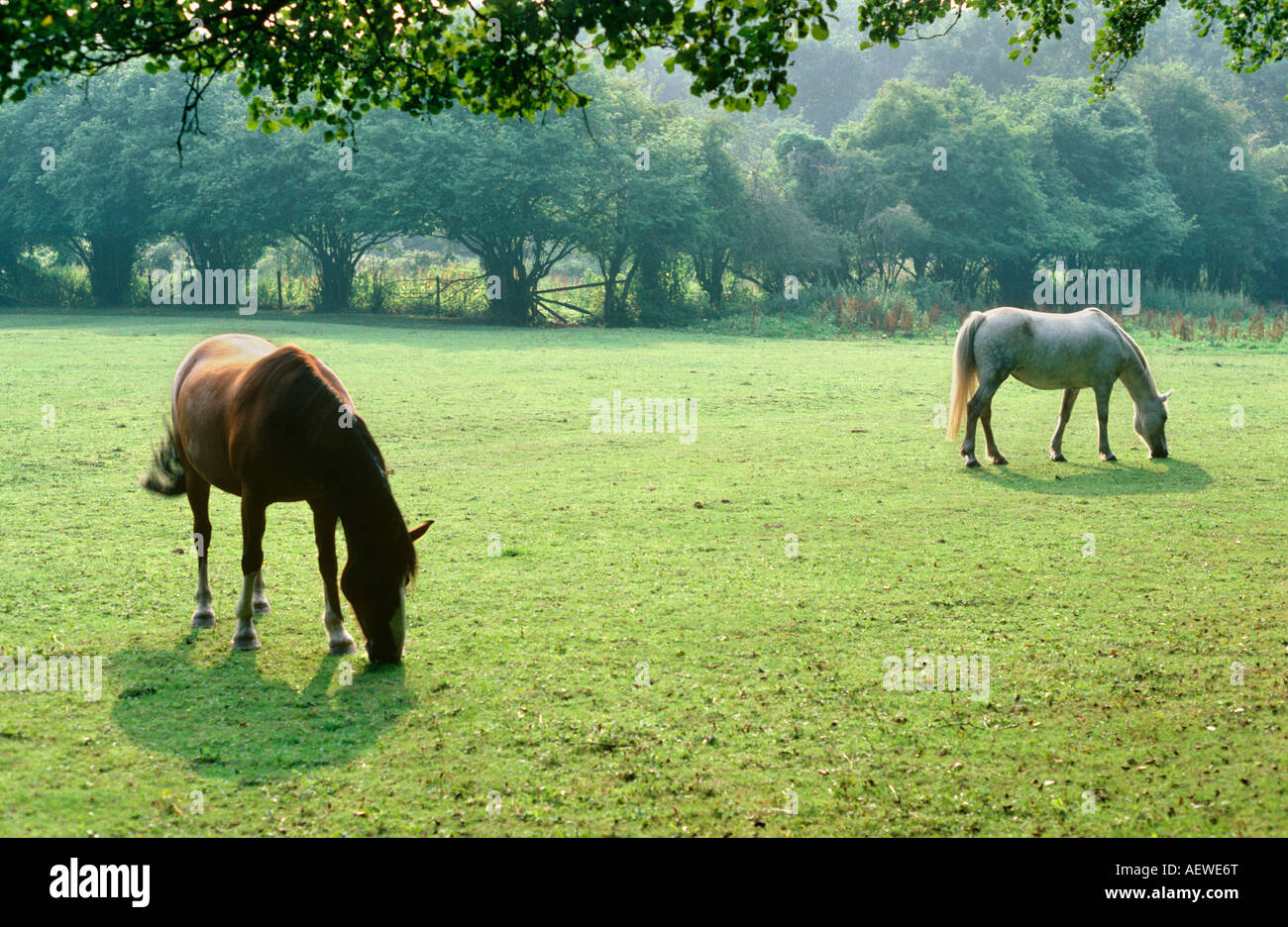 Field surrey hi-res stock photography and images - Alamy