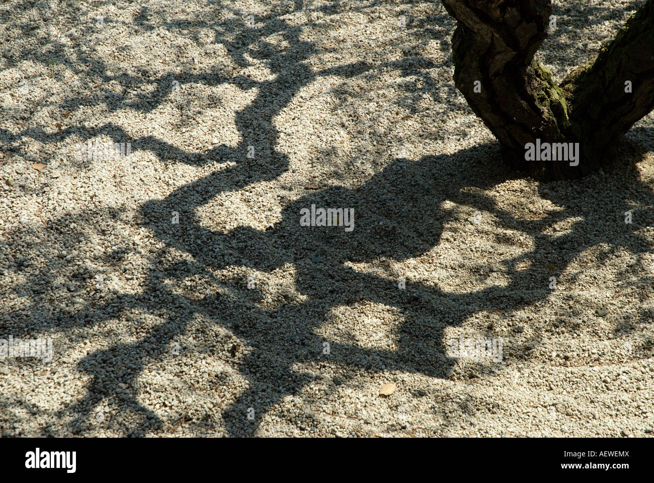Shadow of a bonsai style tree on the raked gravel of a Japanese garden ...
