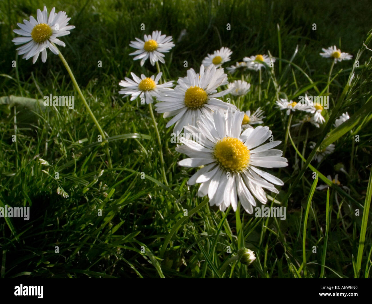 Common daisy -Bellis perennis Stock Photo - Alamy