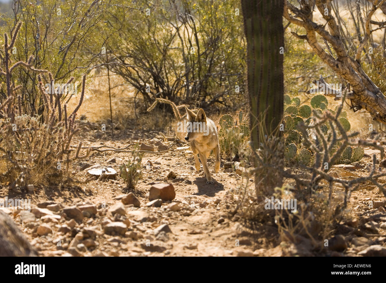 Coyote Canis latrans Stock Photo - Alamy