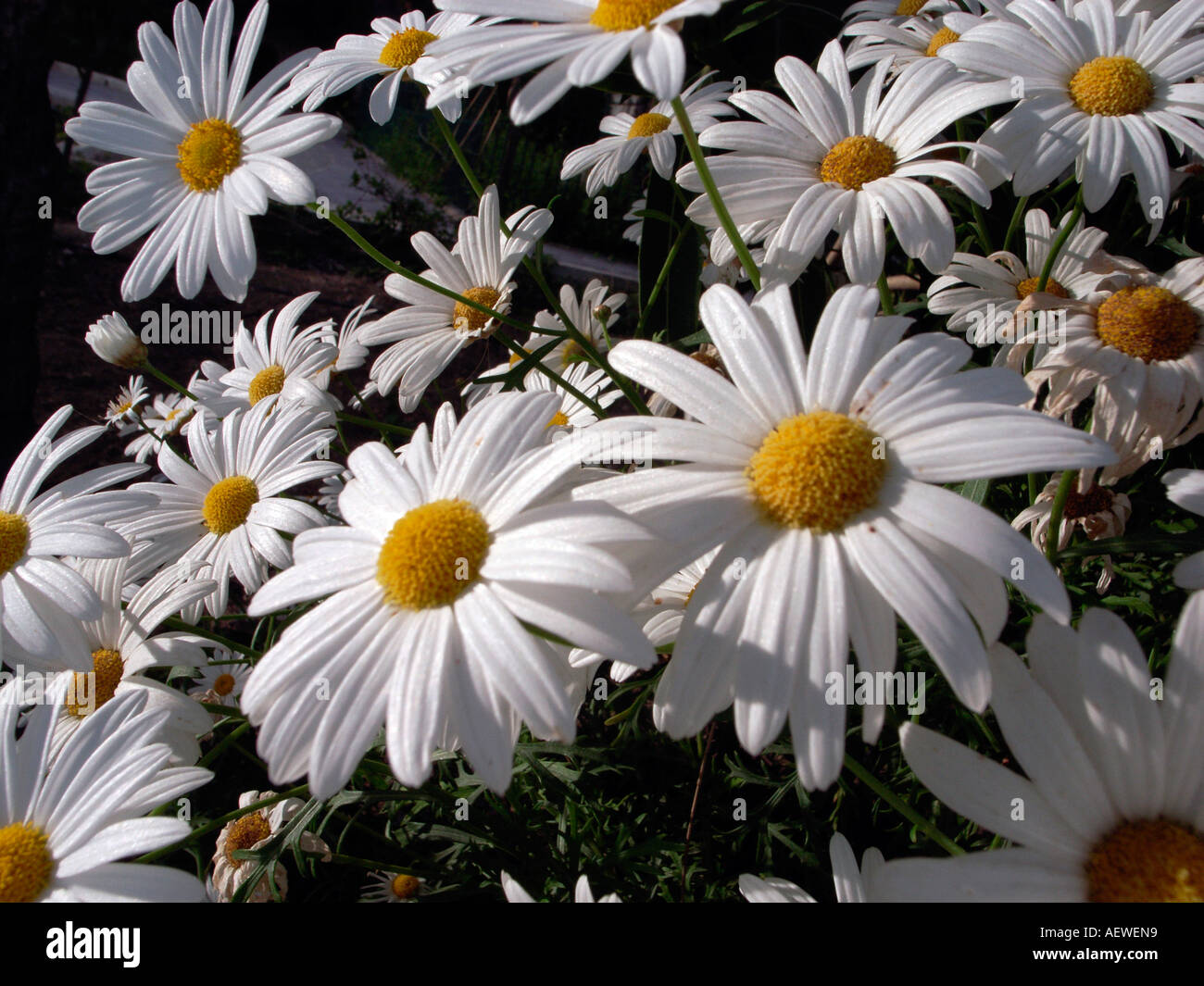 common daisy-BELLIS PERENNIS Stock Photo - Alamy