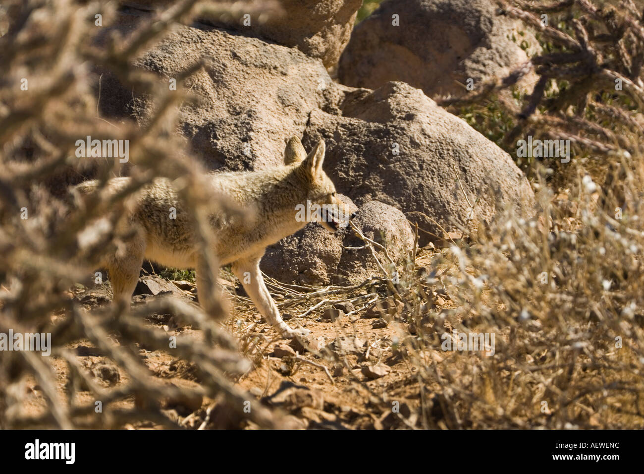 Coyote Canis latrans Stock Photo - Alamy