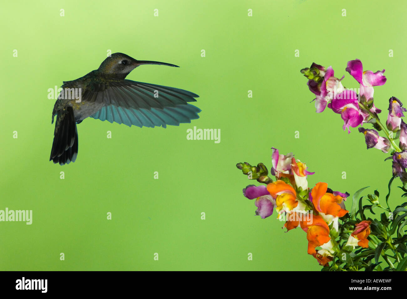 Female Broad billed Hummingbird Cynanthus latirostris Composit photo ...