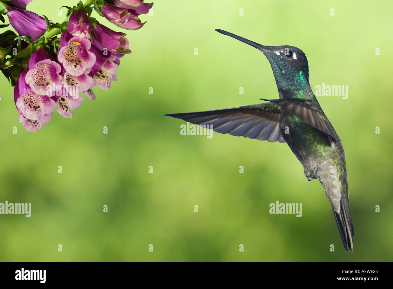 Male Magnificent Hummingbird Eugenes fulgens Composit photo ...