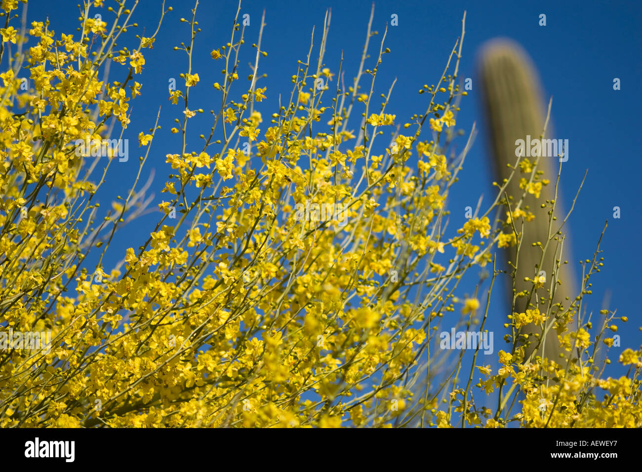 Yellow Paloverde Cercidium microphyllum Stock Photo - Alamy