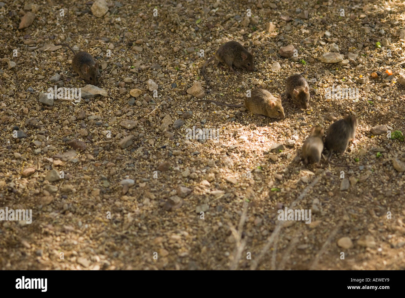 Pocket mouse wildlife hi-res stock photography and images - Alamy