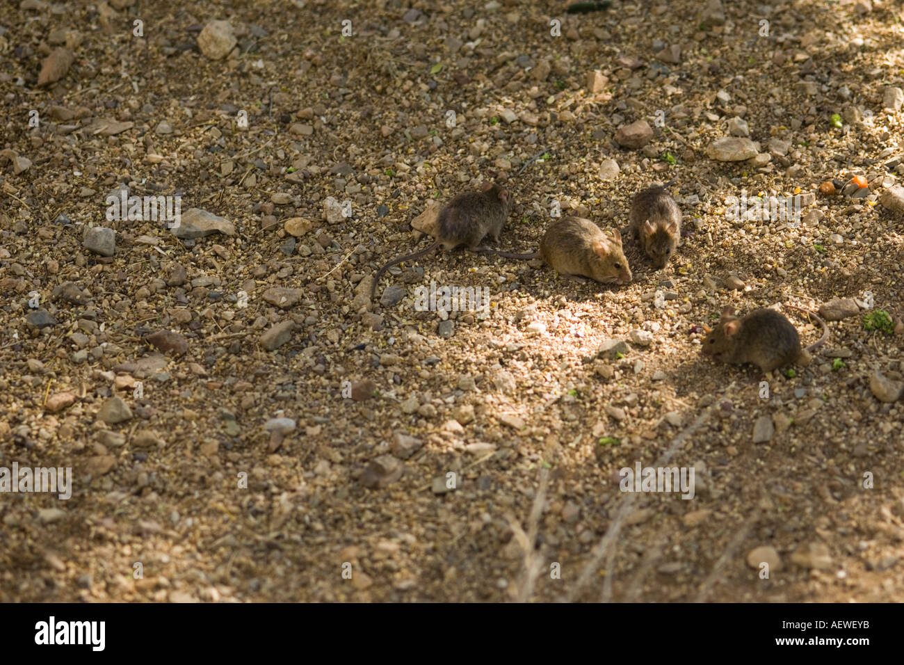 Arizona Pocket Mouse Perognathus amplus Stock Photo - Alamy