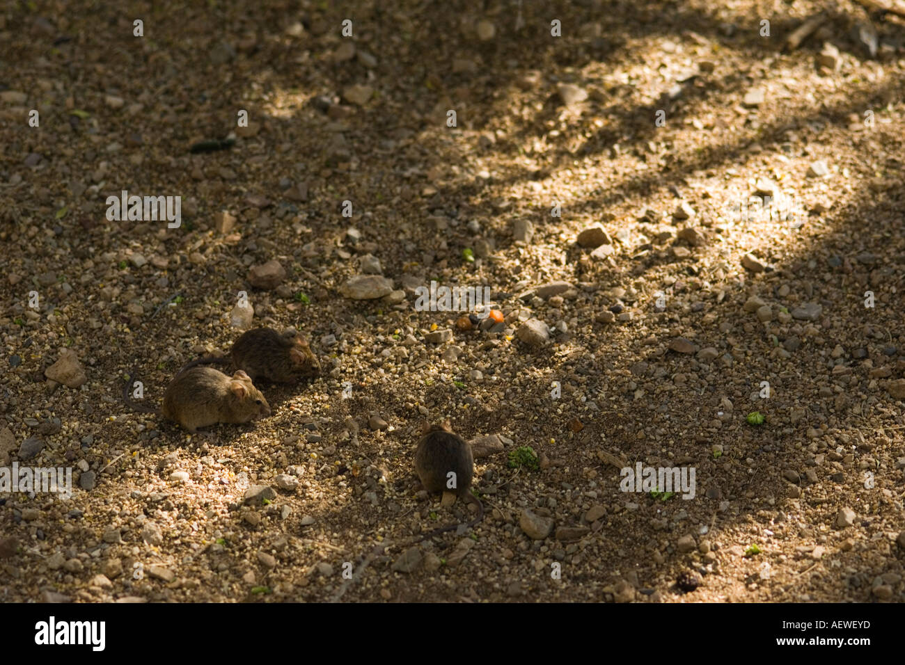 Perognathus hi-res stock photography and images - Alamy