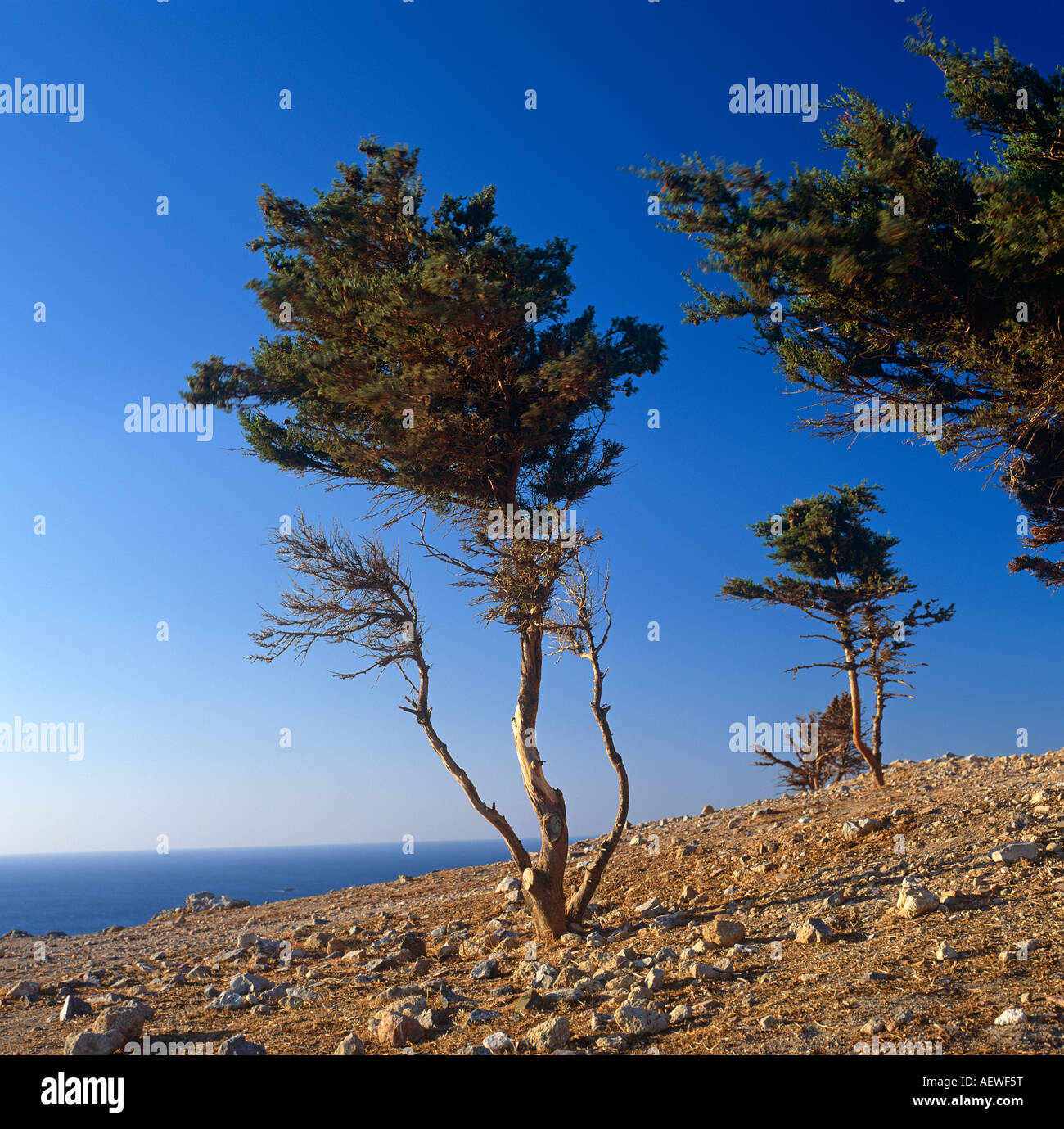 Weather Beaten Trees Rhodes Greek Islands Greece Hellas Stock Photo - Alamy