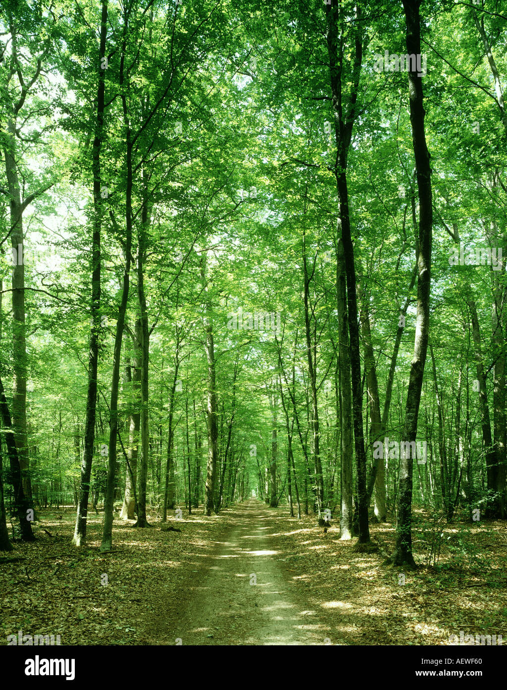 Foret de Fontainebleau FONTAINEBLEAU FRANCE Stock Photo - Alamy