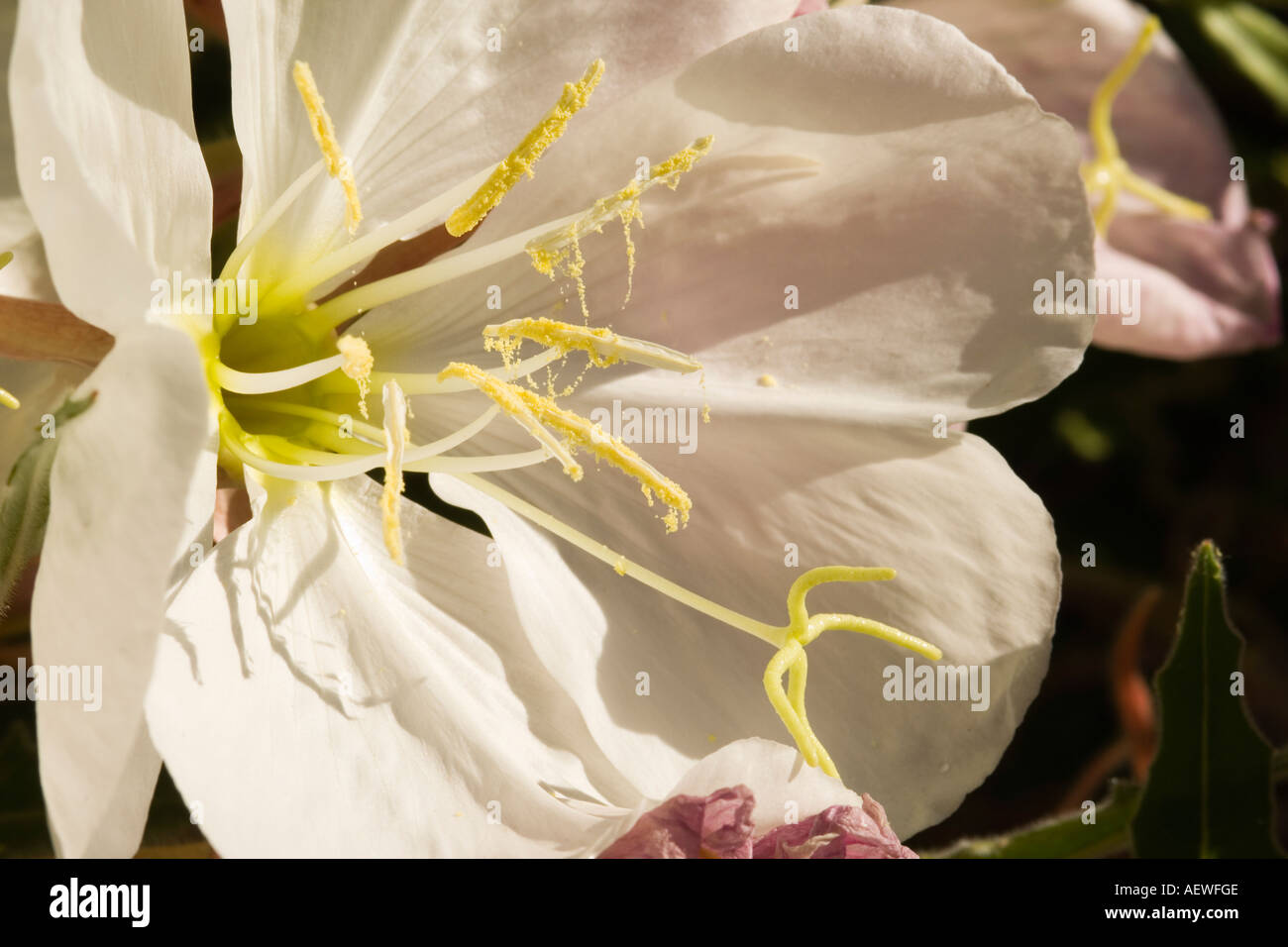 Oenothera caespitosa hi-res stock photography and images - Alamy