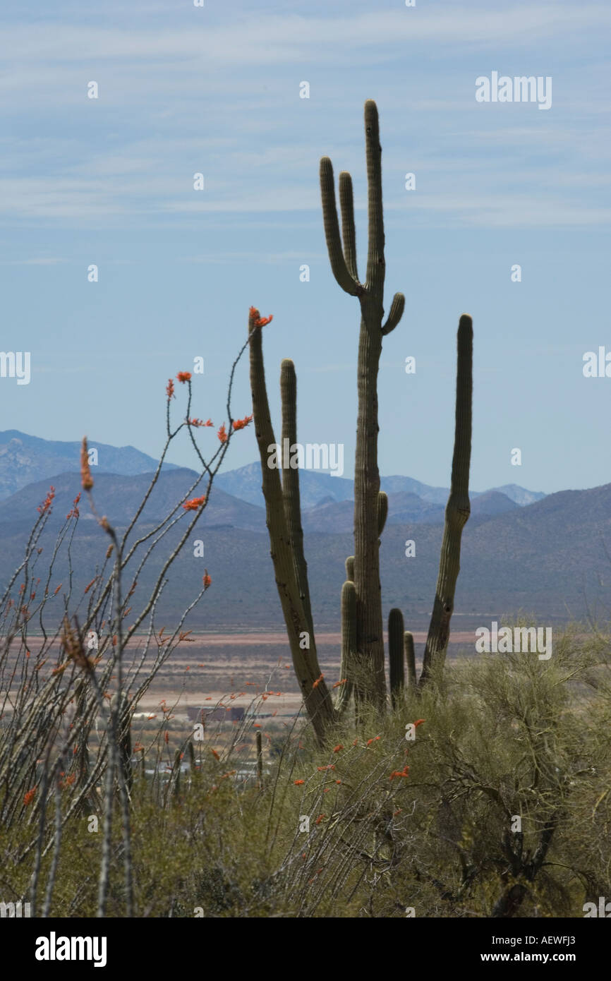 Sonoran Desert landscape Stock Photo - Alamy