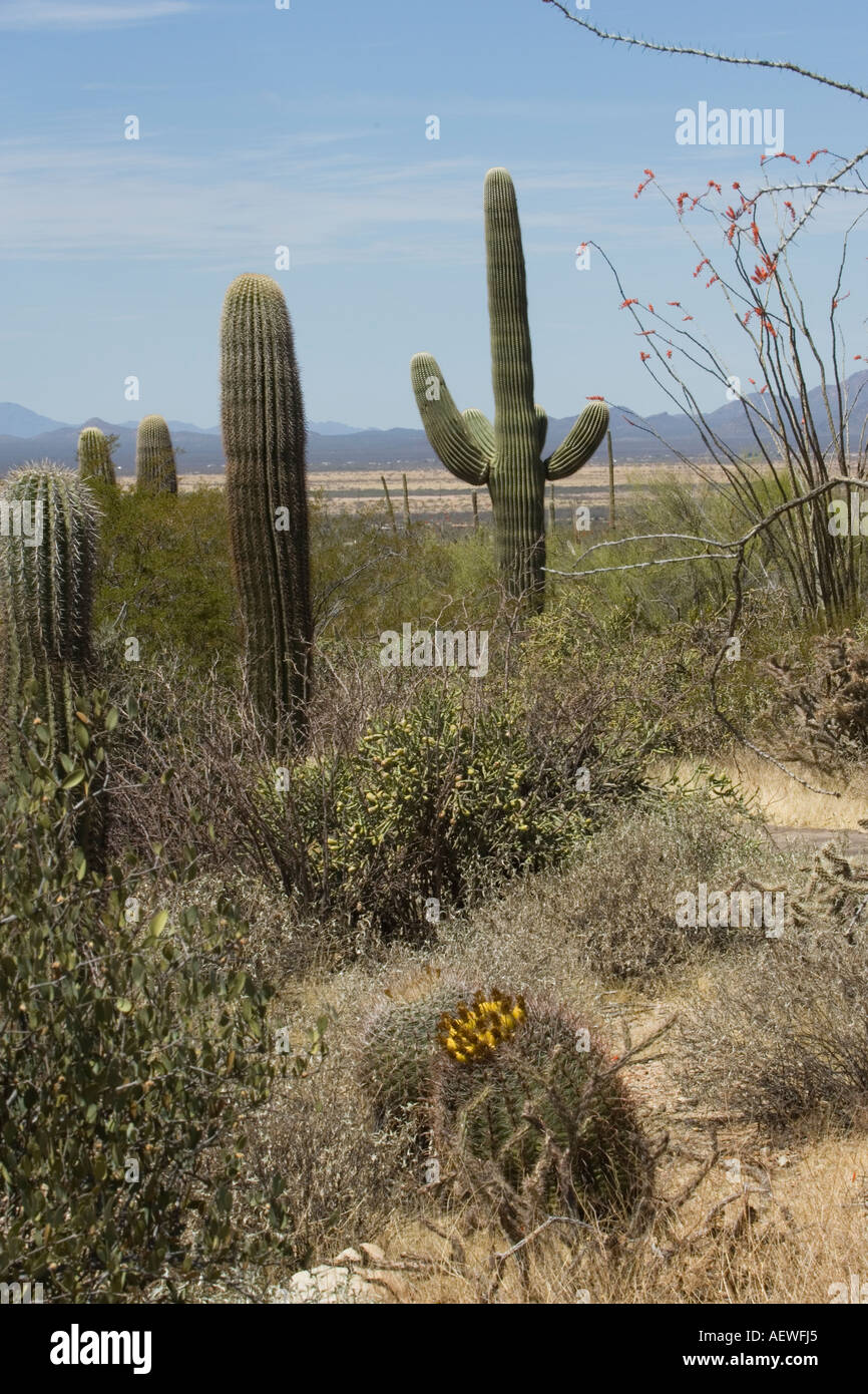 Sonoran Desert landscape Stock Photo - Alamy