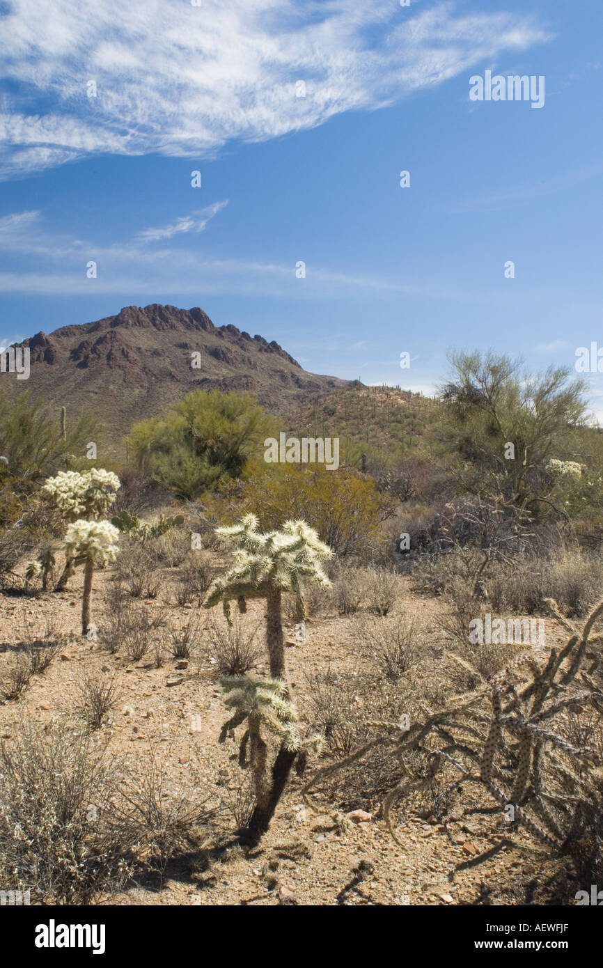 Sonoran Desert landscape with cholla and scrub brush Stock Photo - Alamy