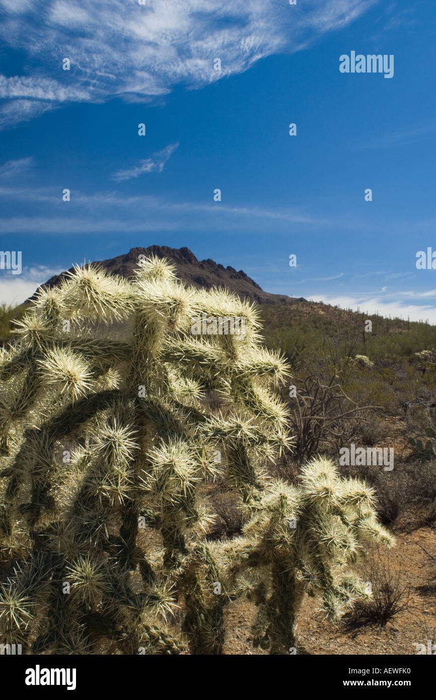 Chain Fruit Cholla Opuntia fulgida Saguaro National Park Stock Photo ...