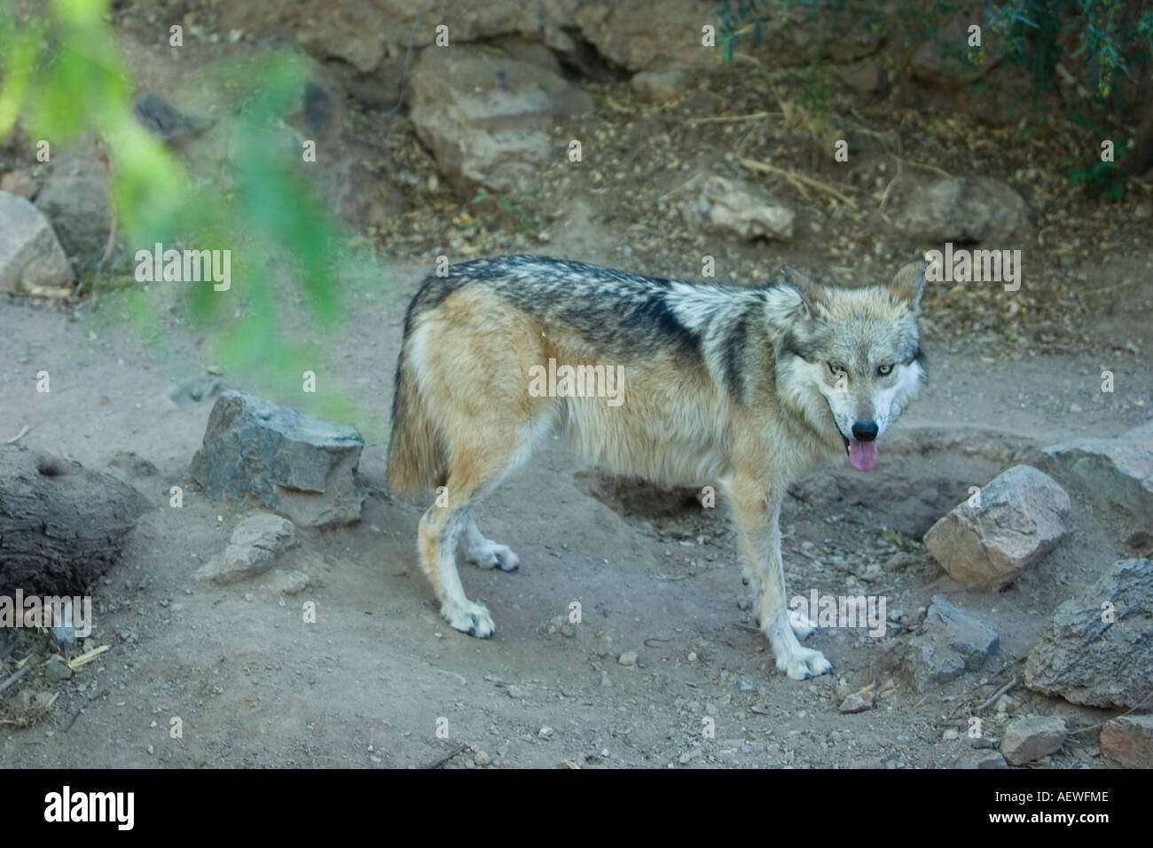 Mexican Gray Wolf Canis lupus baileyi also called Mexican Wolf and Lobo ...