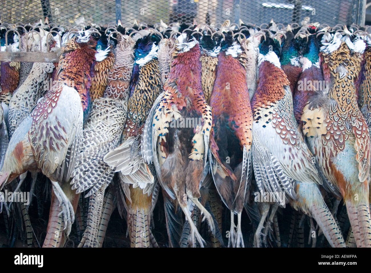 A bag of shot pheasants on the back of a Land Rover Stock Photo - Alamy