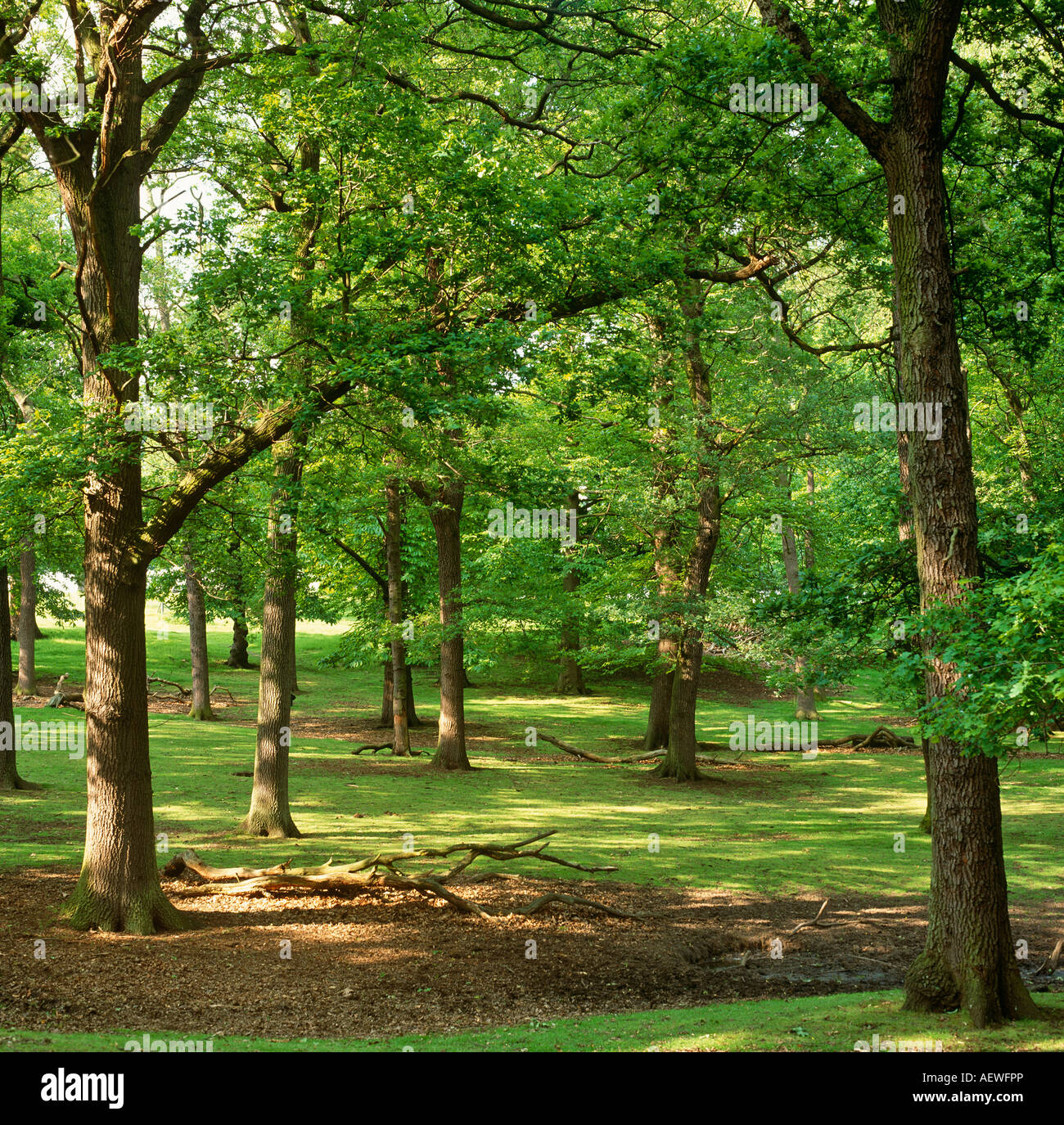 Copse of Trees Richmond Park Surrey UK Europe Stock Photo - Alamy