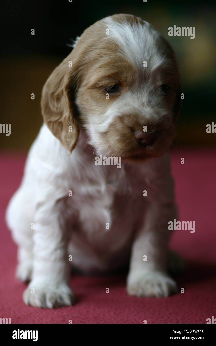 Cocker Spaniel puppy Stock Photo - Alamy