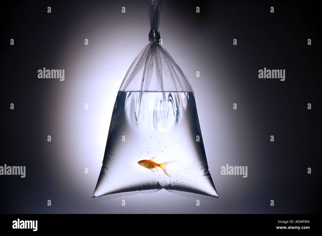 Goldfish in a bag Stock Photo - Alamy