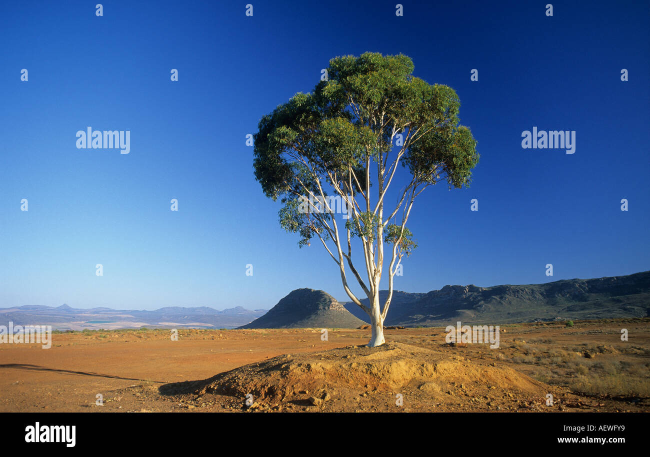 Tree clanwilliam cederberg hi-res stock photography and images - Alamy