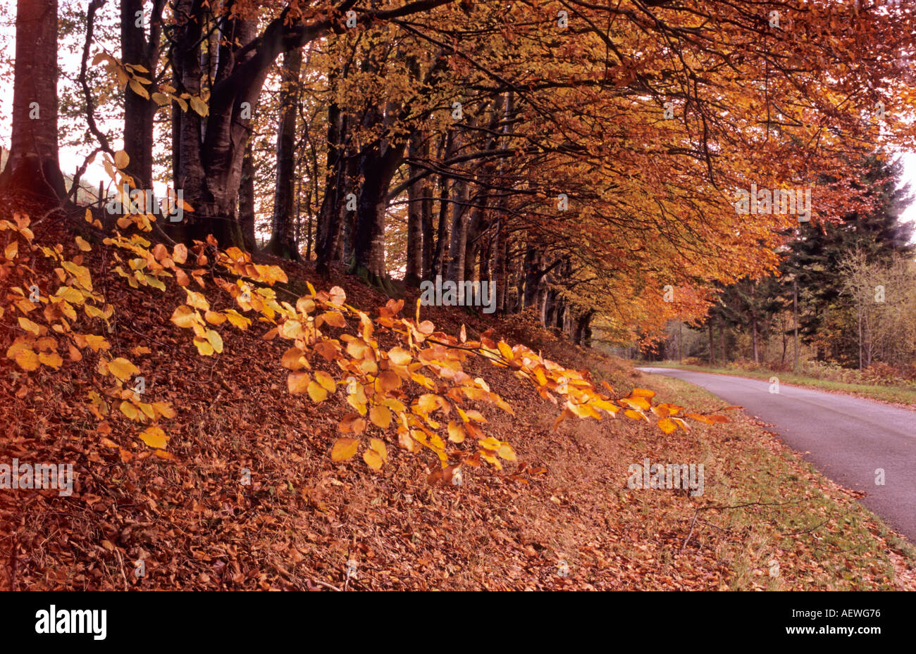Autumn on the perimeter road around Lake Vyrnwy Stock Photo - Alamy