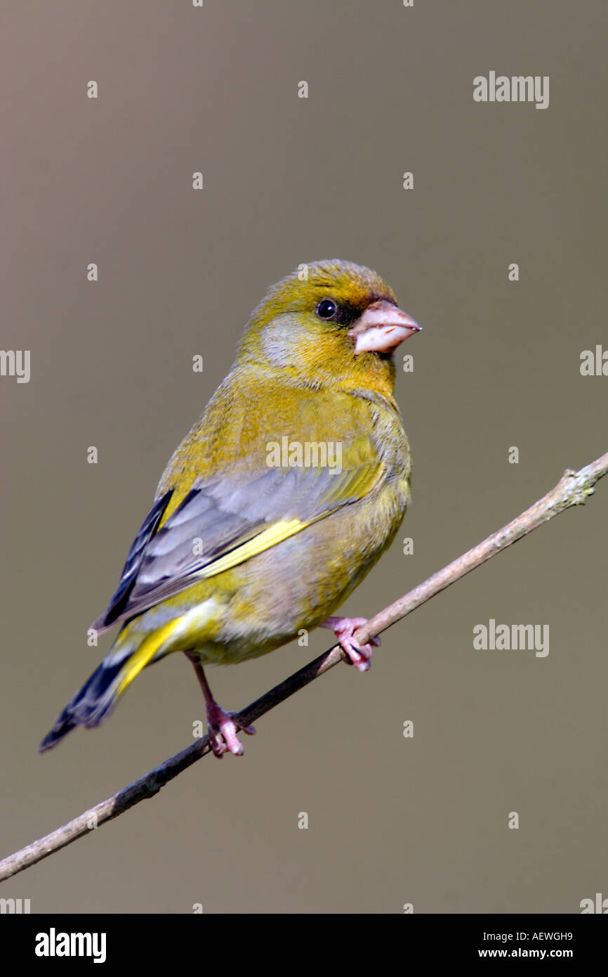 Irish green finch hi-res stock photography and images - Alamy