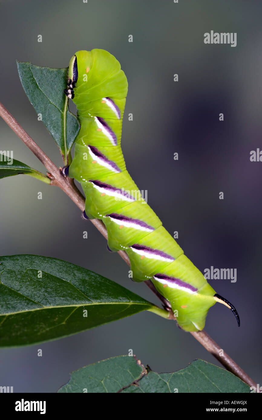 Privet Hawk-moth Sphinx ligustri larvae feeding on privet with nice out ...