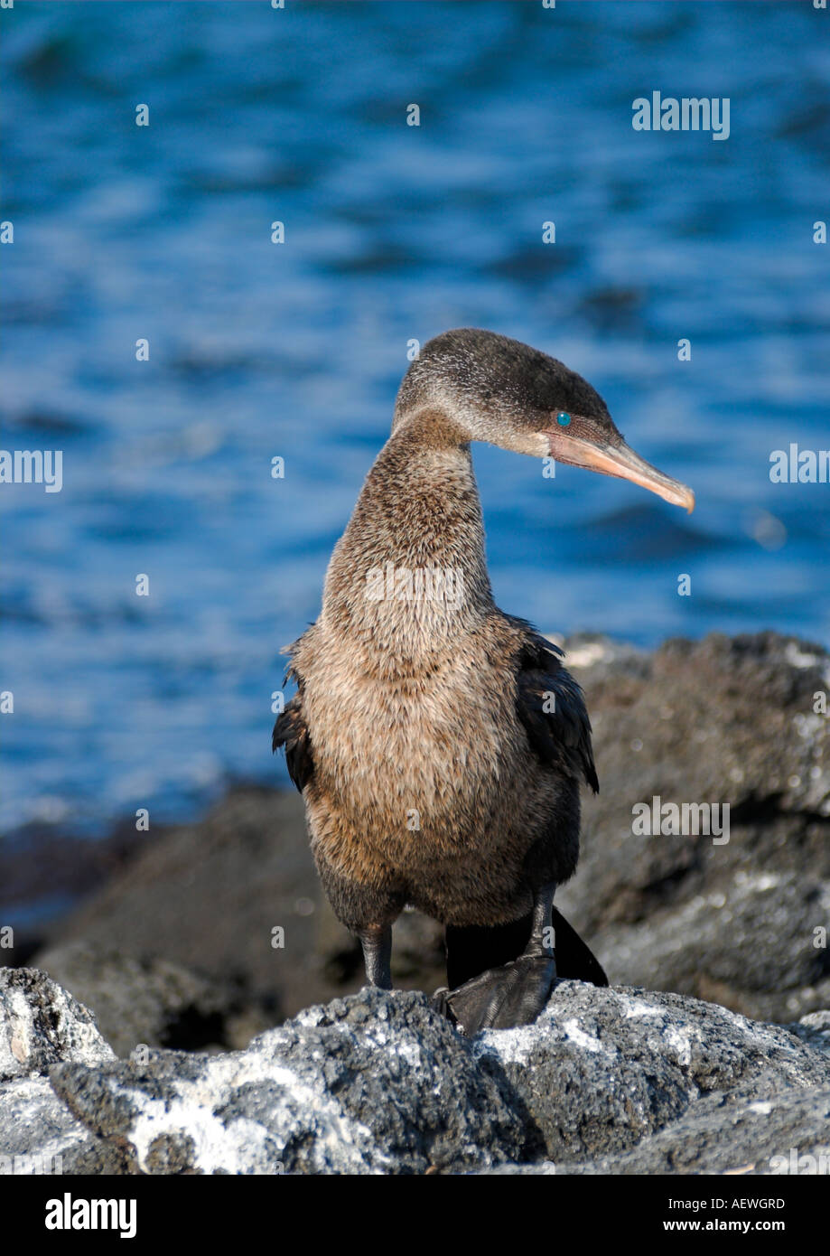 Galapagos wildlife bird flightless hi-res stock photography and images ...